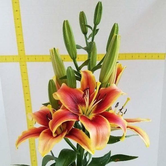 lili | Iowa Regional Lily Society